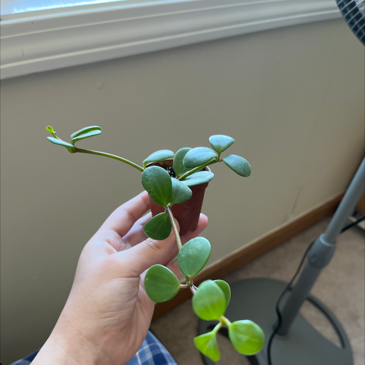 10 Advantages of Having a Trailing Jade