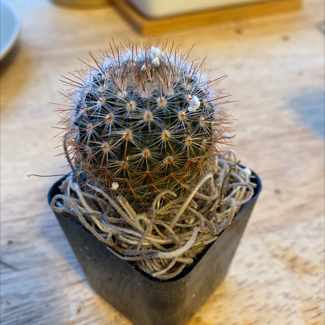 Why Are There Brown Spots on My Correll's Hedgehog Cactus? 🦔