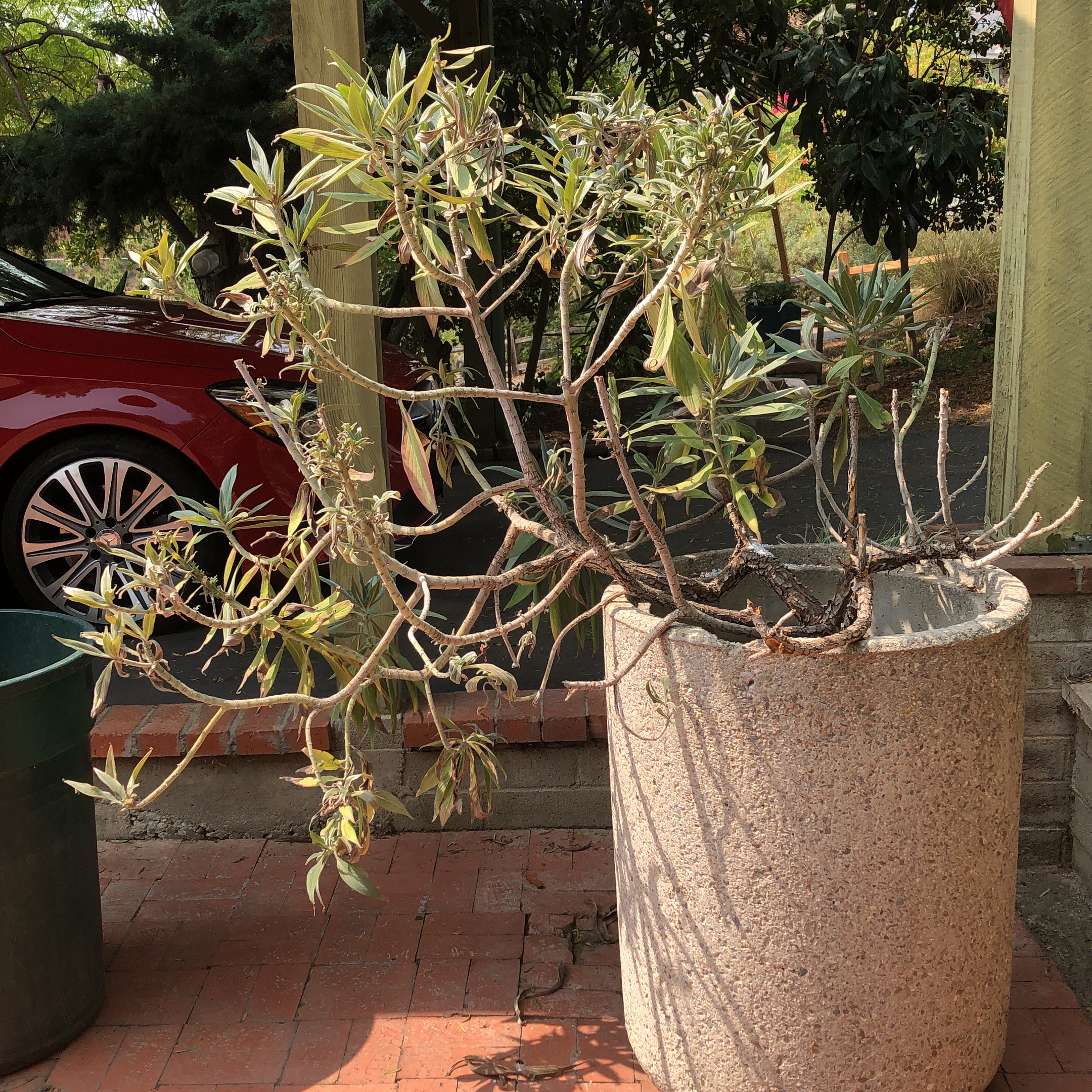 Why Does My Oleander Have Yellow Leaves? 🤒