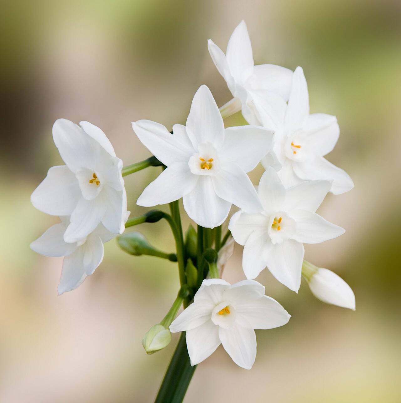 ️ How and When Should I Cut Back My Paperwhite?