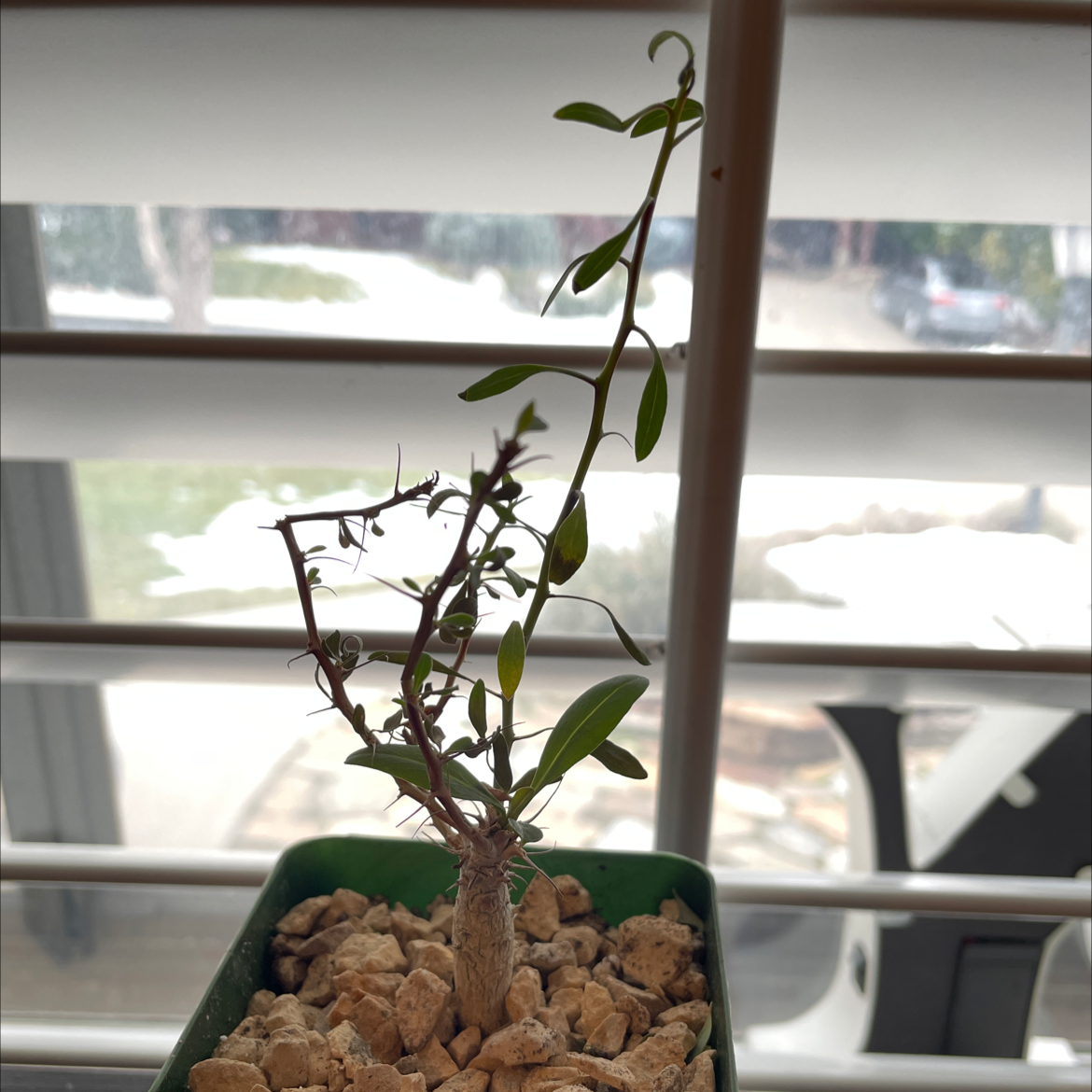Personalized Boojum Tree Care: Water, Light, Nutrients | Greg App