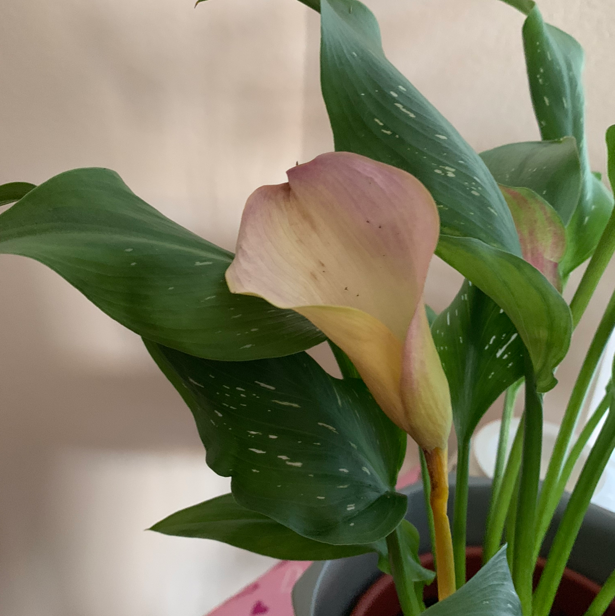 Propagating Your Calla Lily: Step-by-step Guide