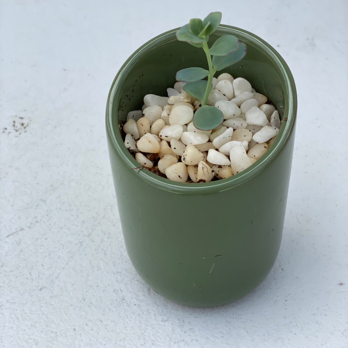 10 Benefits Of Having A Lavender Scallops