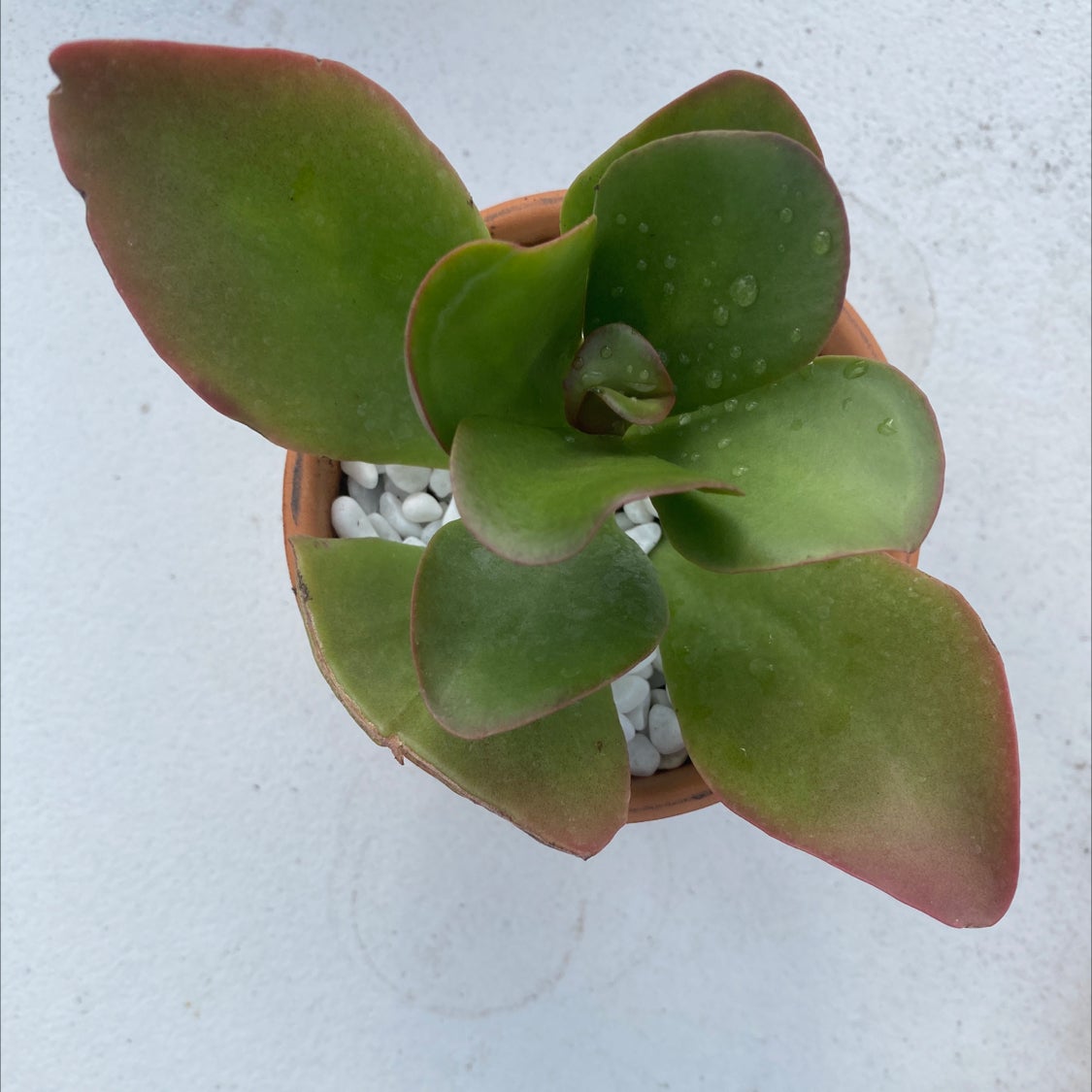 Propagating Dragonfire Kalanchoe: Step-by-Step Guide