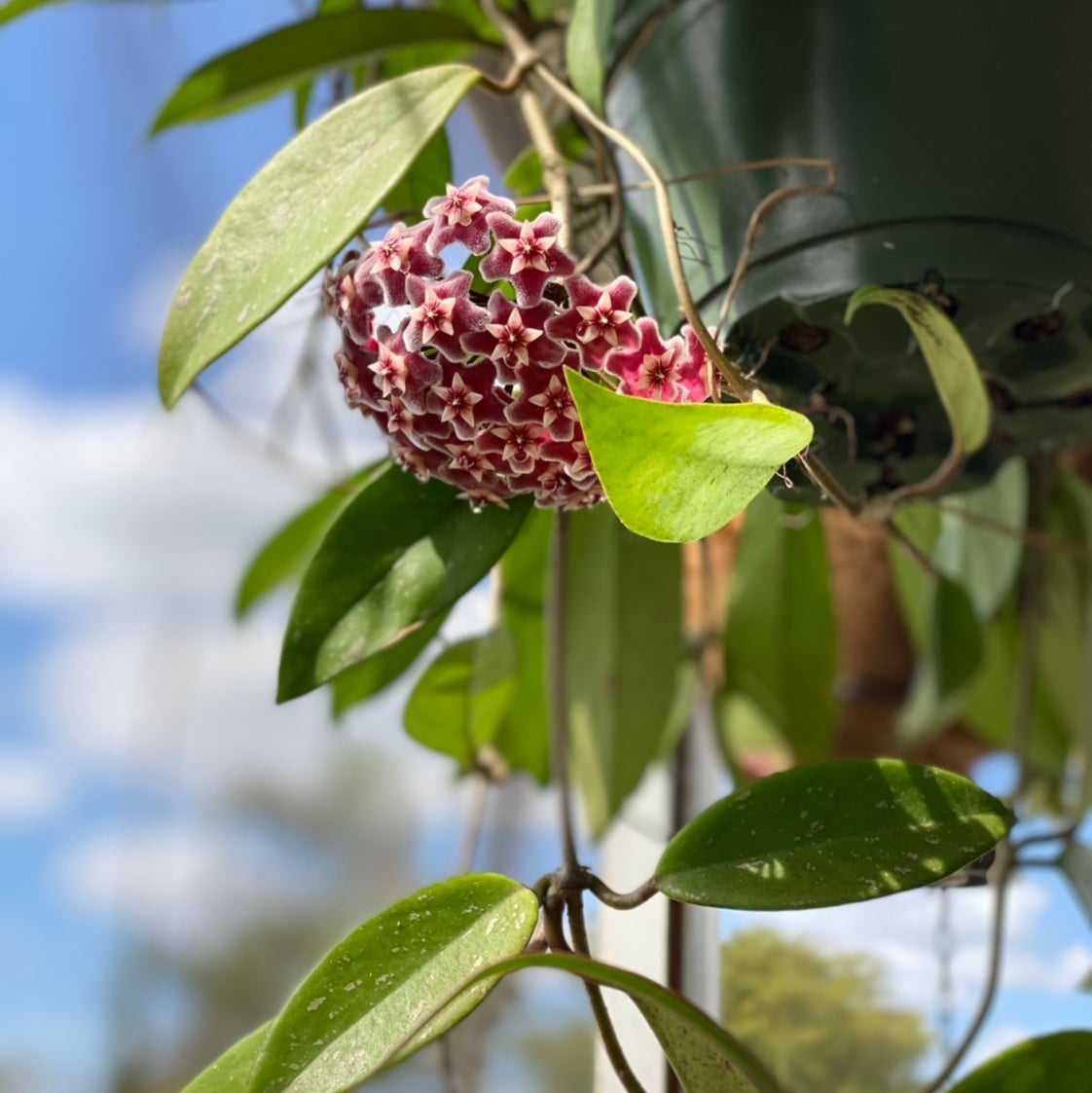Hoya Pubicalyx Varieties - The Ultimate Guide