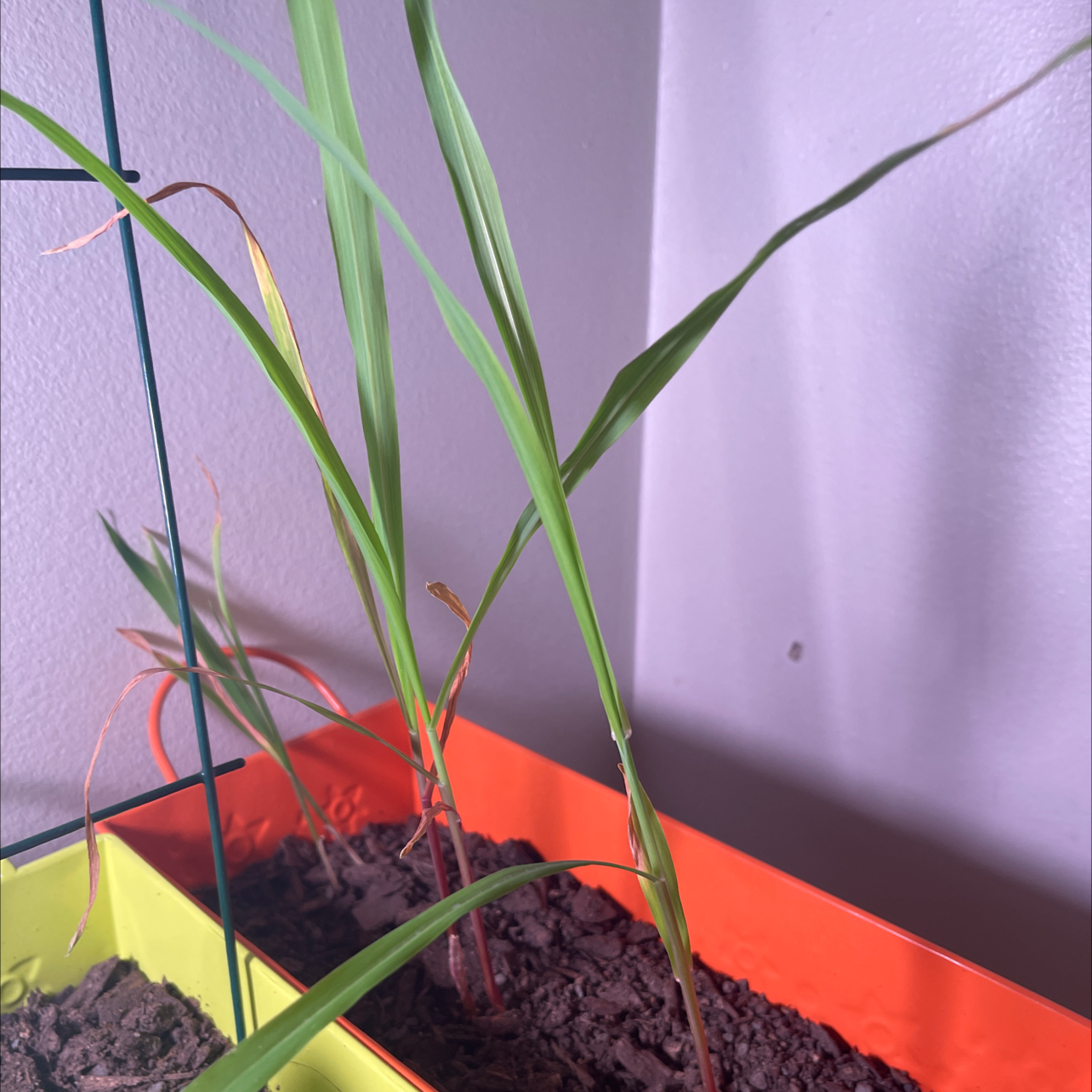 Why Are There Brown Spots on My Corn Leaves?