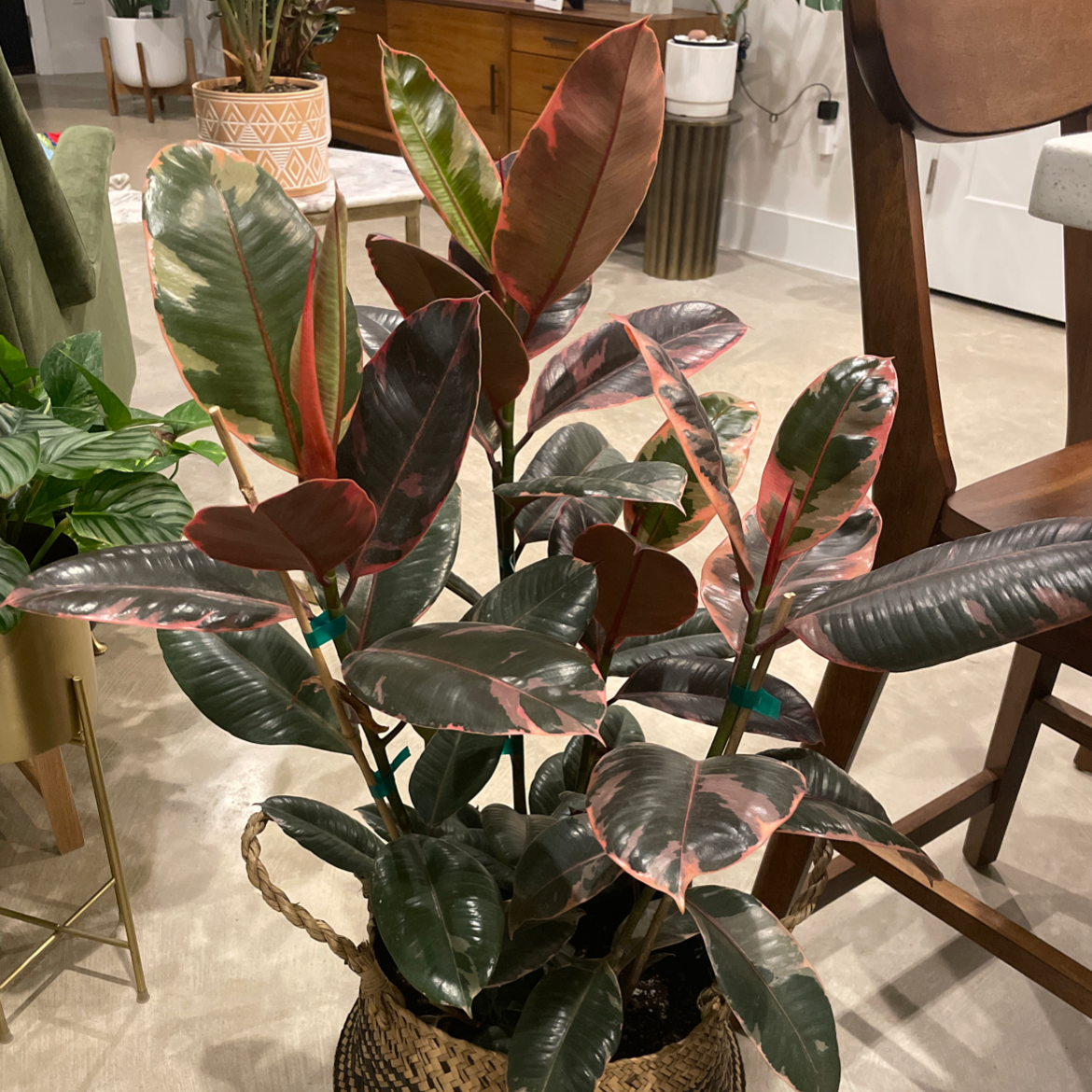 Why Are My Ficus 'ruby' Leaves Curling?