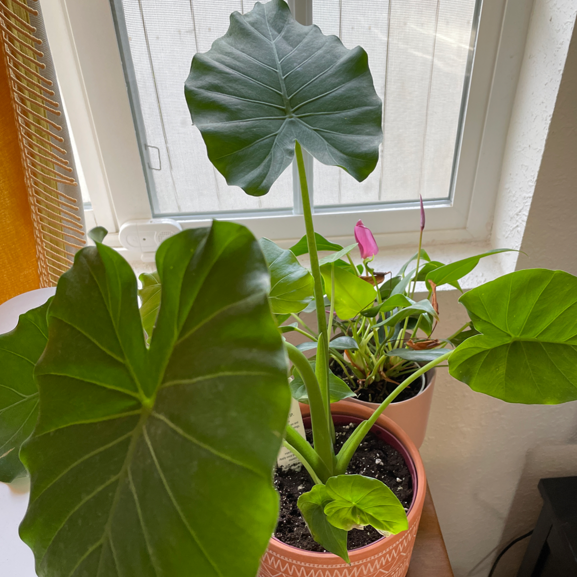 10 Benefits Of Having A Giant Taro