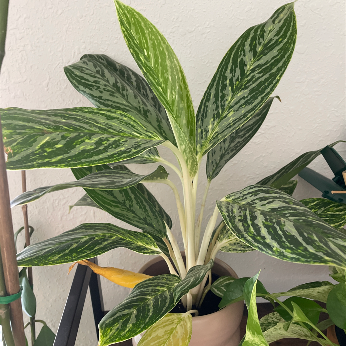 What Do Aglaonema 'Golden Madonna' Flowers Mean?