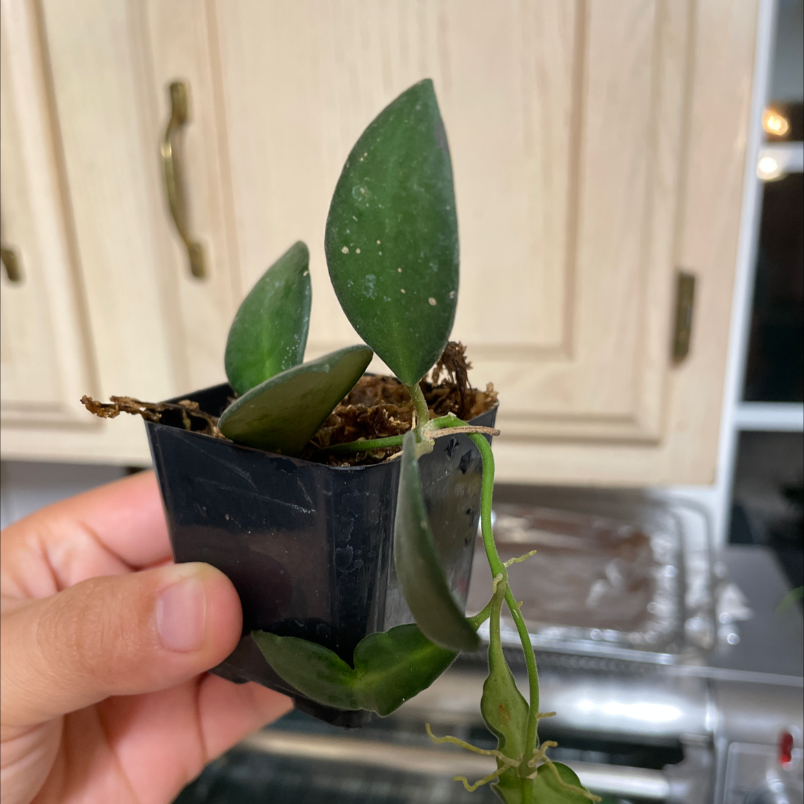 10 Advantages of Having a Hoya bilobata