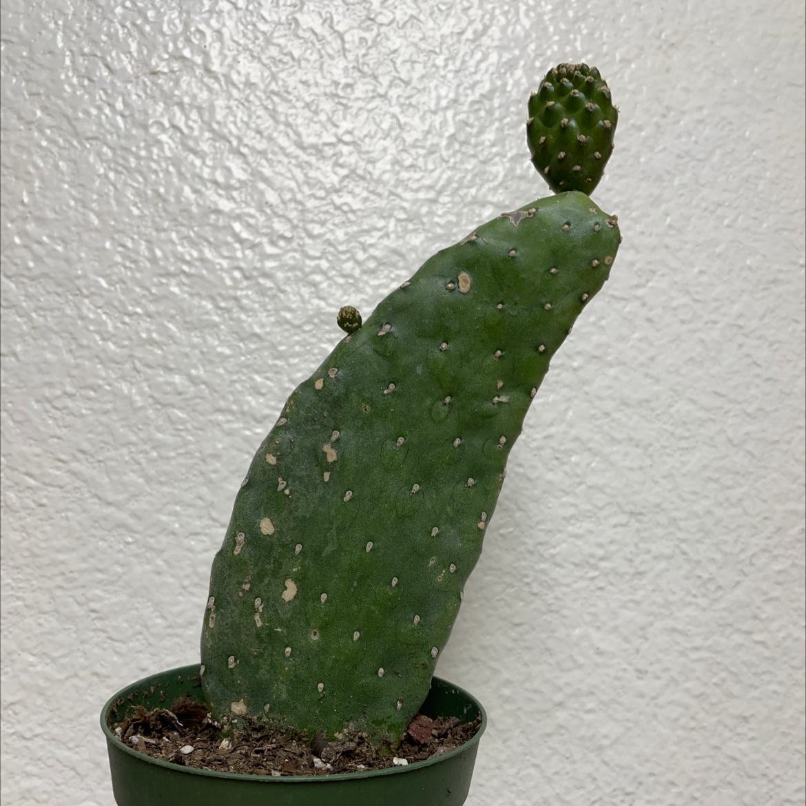 Common Road Kill Cactus Problems