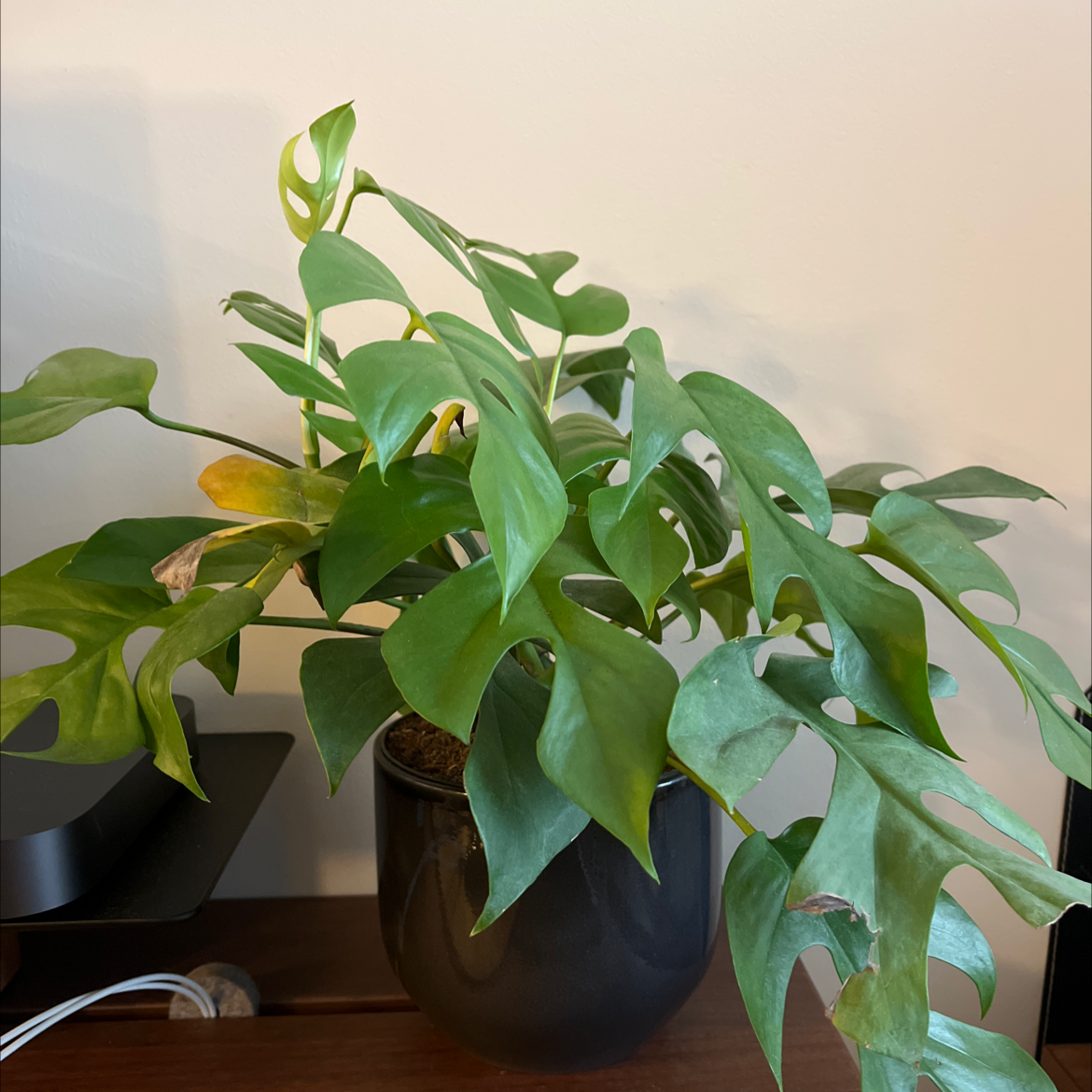 Mini Monstera Plant Care: Water, Light, Nutrients | Greg App 🌱