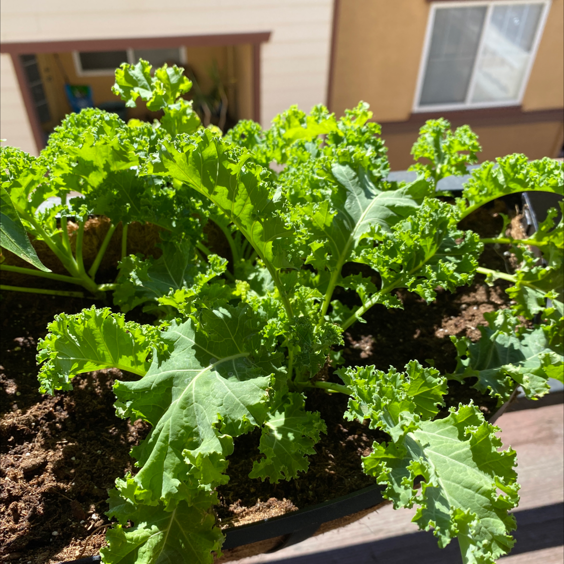 Why Are There Black Spots on My Wild Cabbage Leaves?