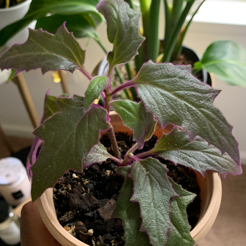 Best Soil for Purple Velvet Plant
