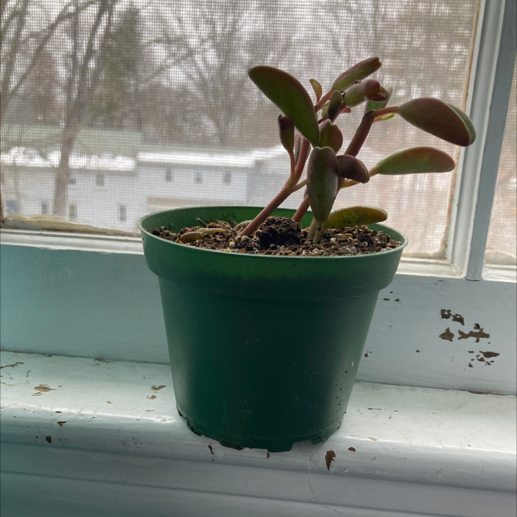 Soil Recommendations for Ruby Glow Peperomia