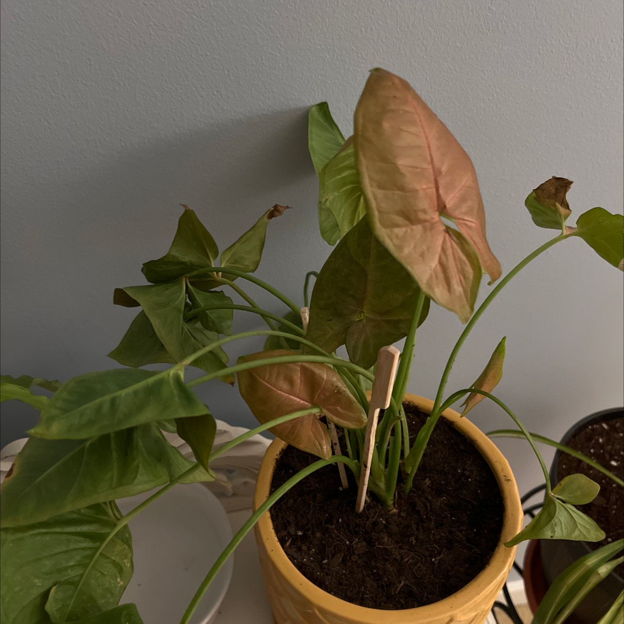 Syngonium 'Pink Allusion' Root Rot Solutions