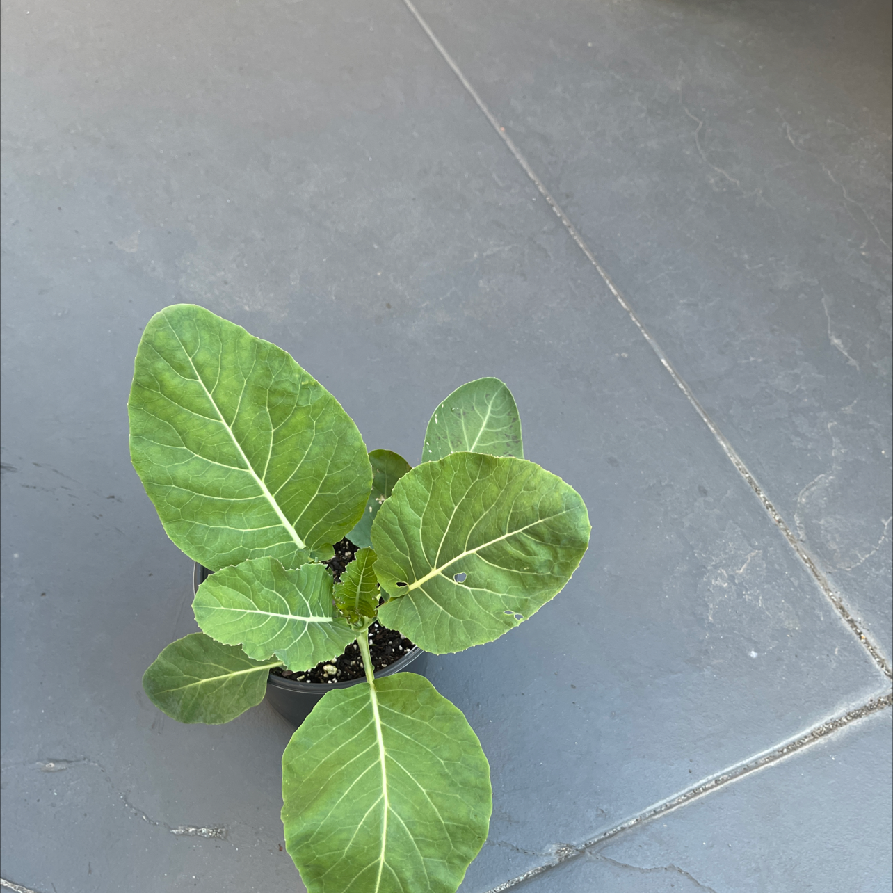What Are The Bugs on My Brussels Sprouts? 🐛