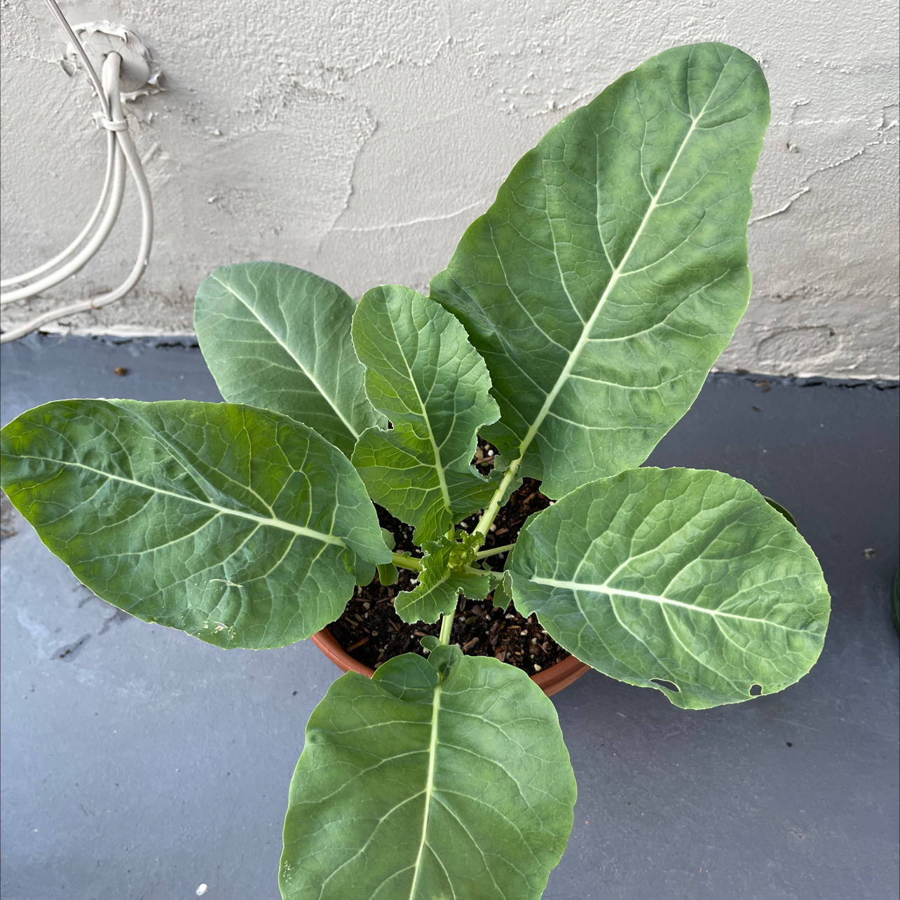 What Are The Bugs on My Brussels Sprouts? 🐛