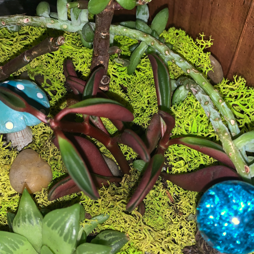 Peperomia Graveolens 'Ruby Glow' Leaves Falling Over