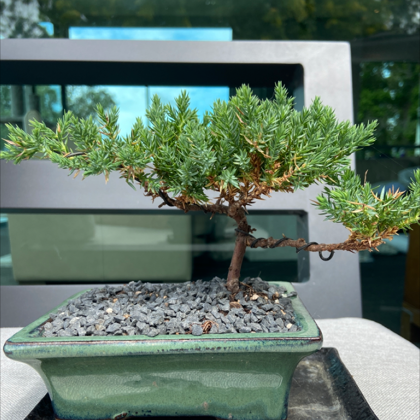 Why Are There Brown Spots on My American Common Juniper?