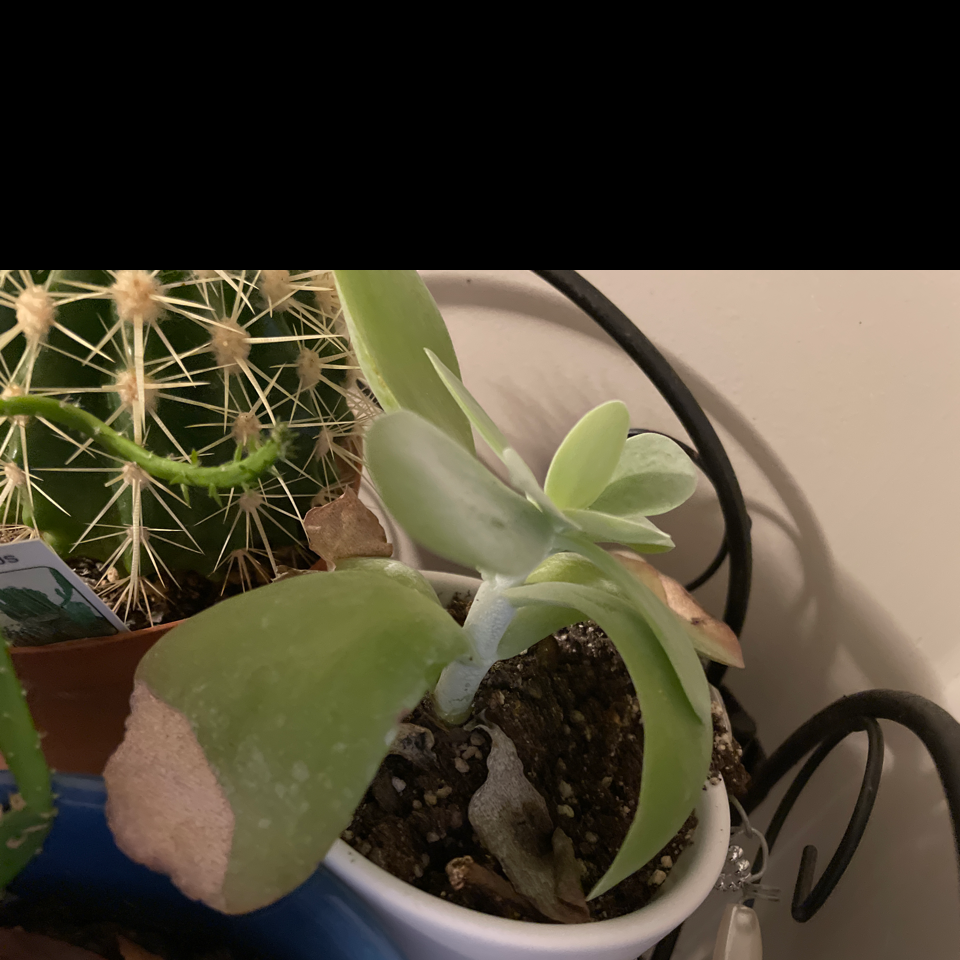 What Do I Do About succulent root rot?
