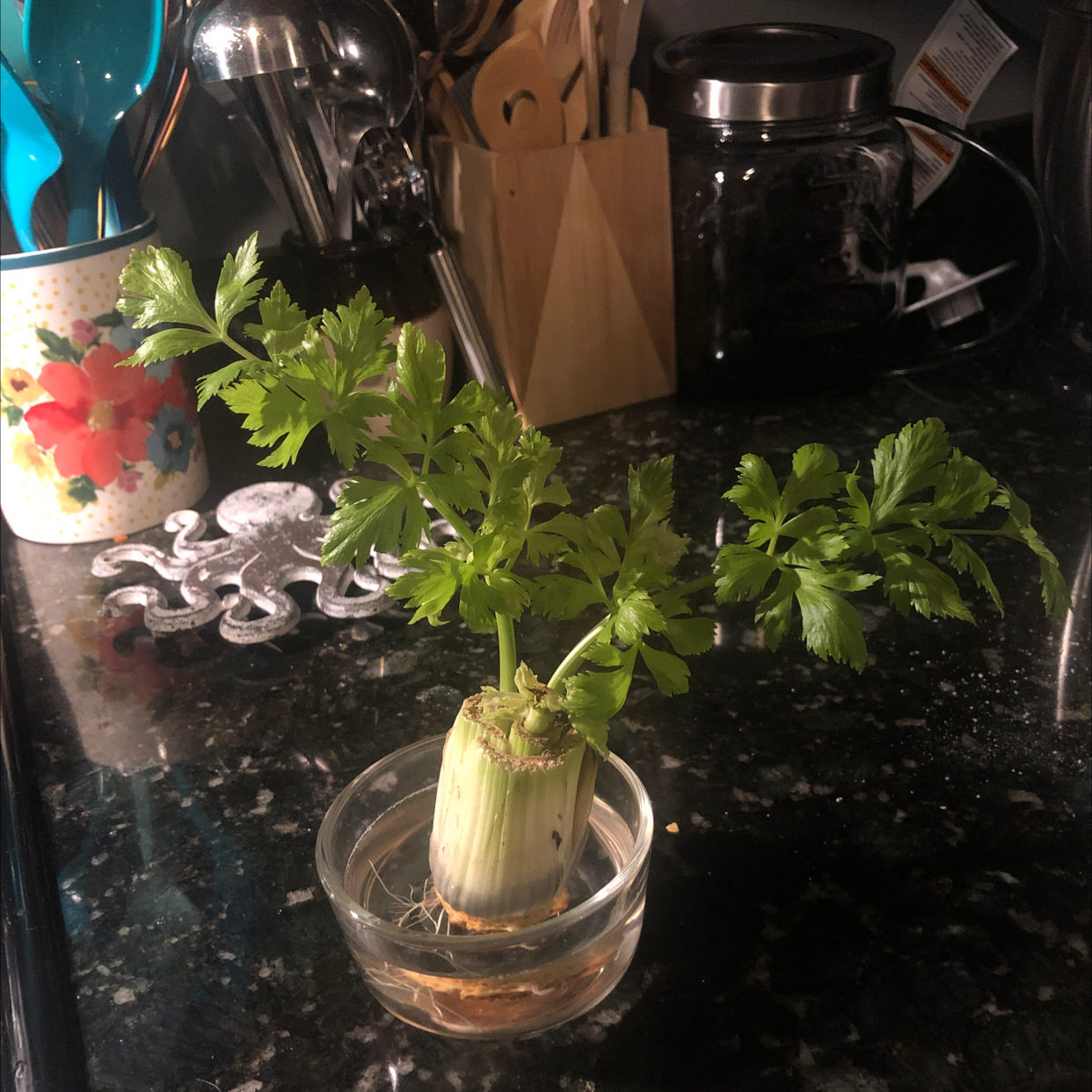 Common Celery Problems