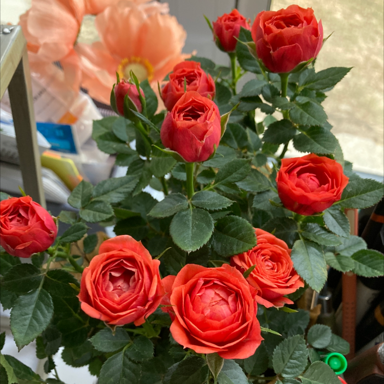 How to Prune Beach Rose