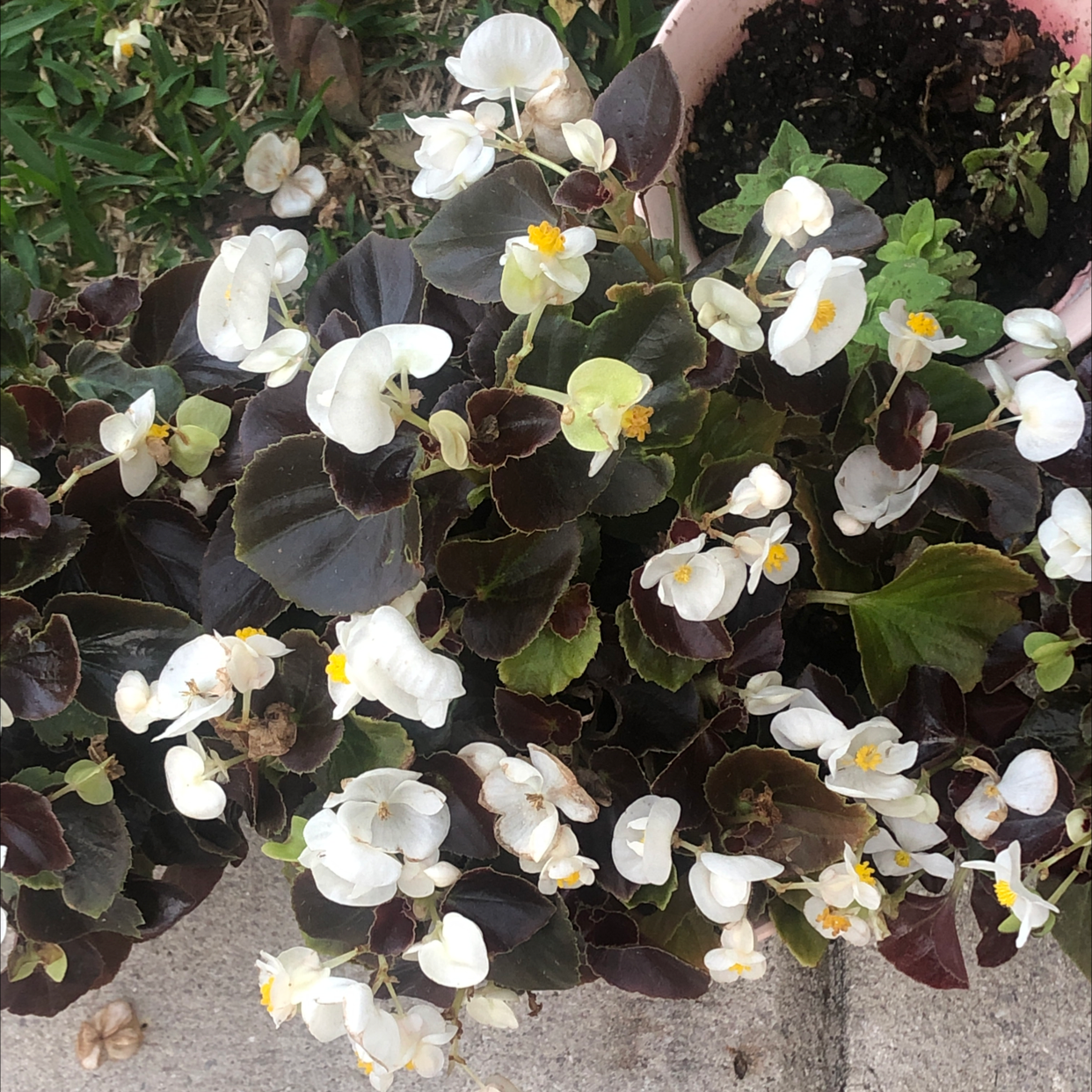 Black Spots on My Begonia cucullata Leaves