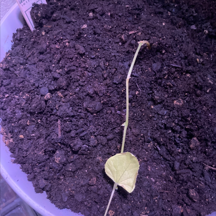 Diagnosing melon root rot