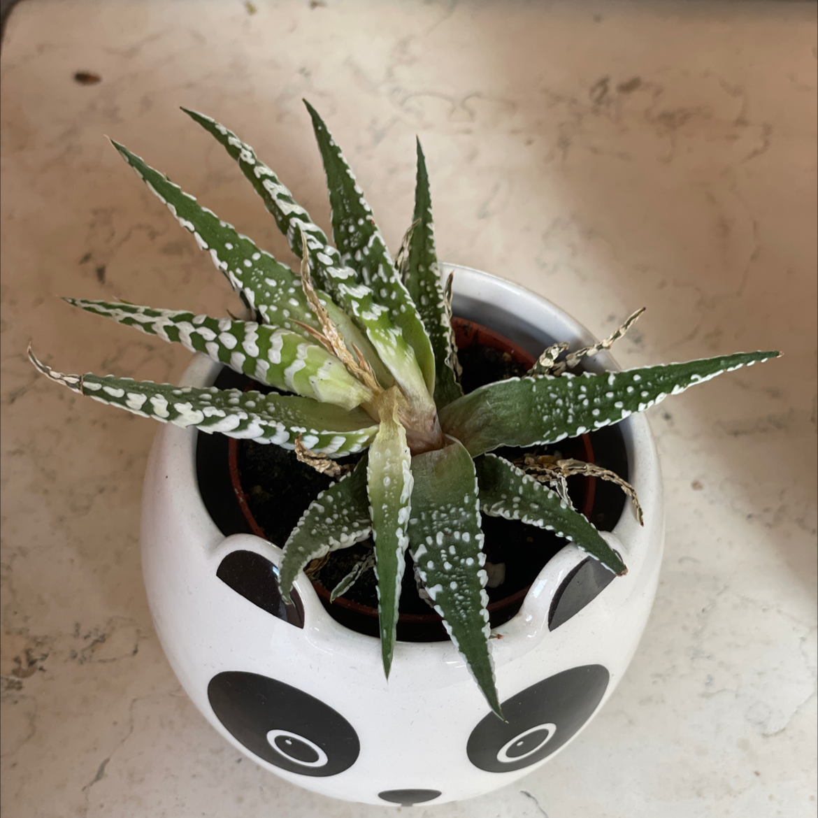 💧 Why Are My Haworthia Alba Leaves Mushy?