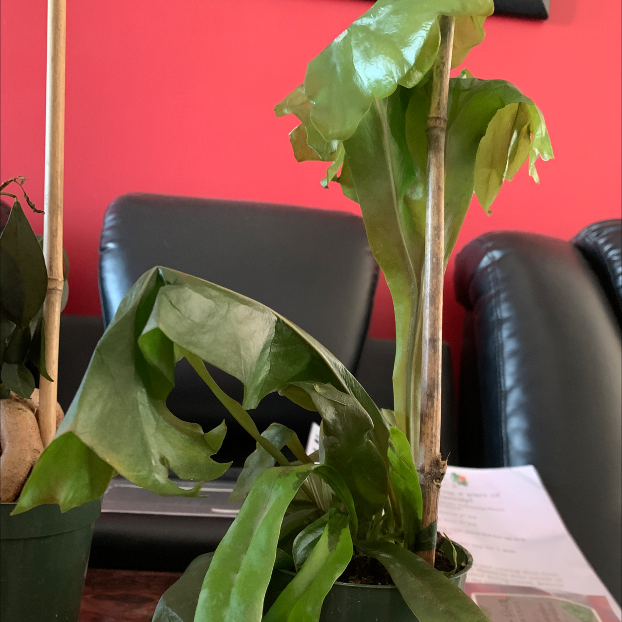 Common Microsorum 'Green Flame' Problems