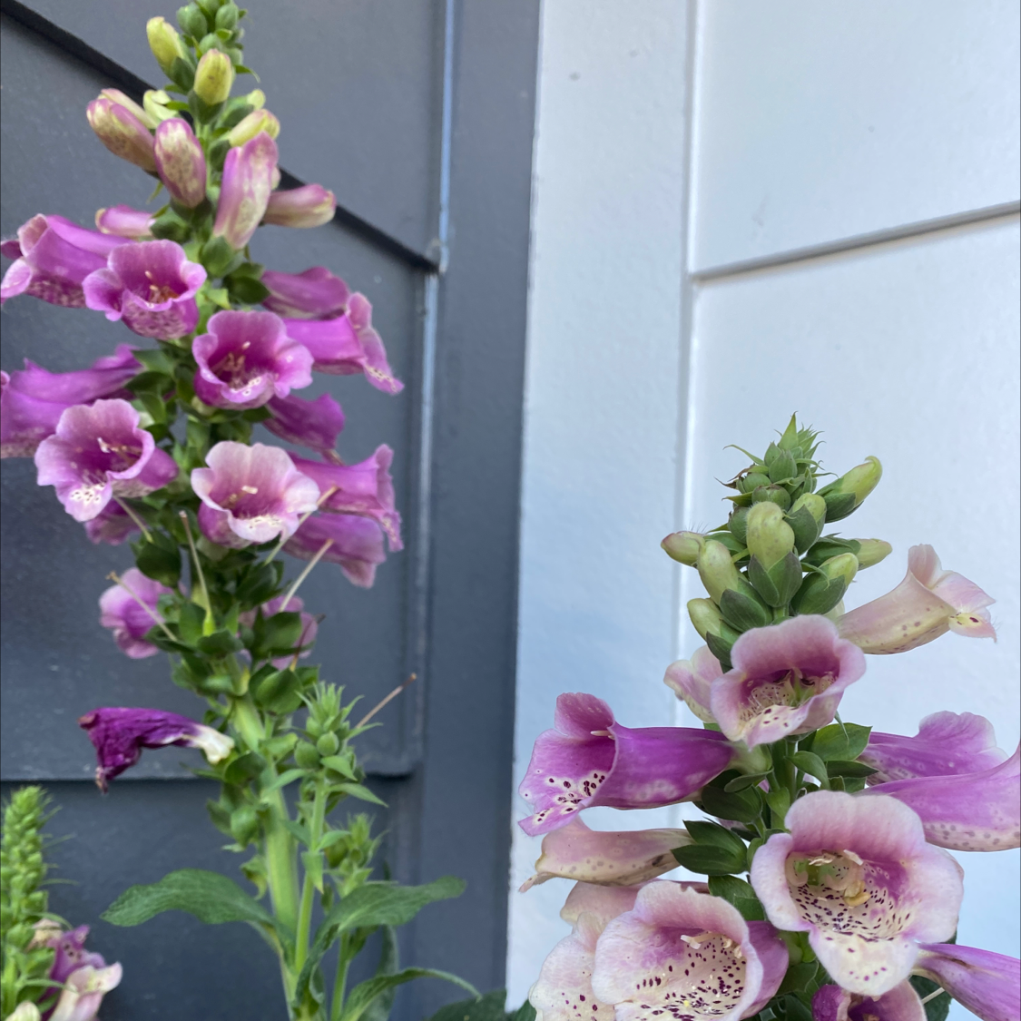Symbolism and Benefits of the Common Foxglove
