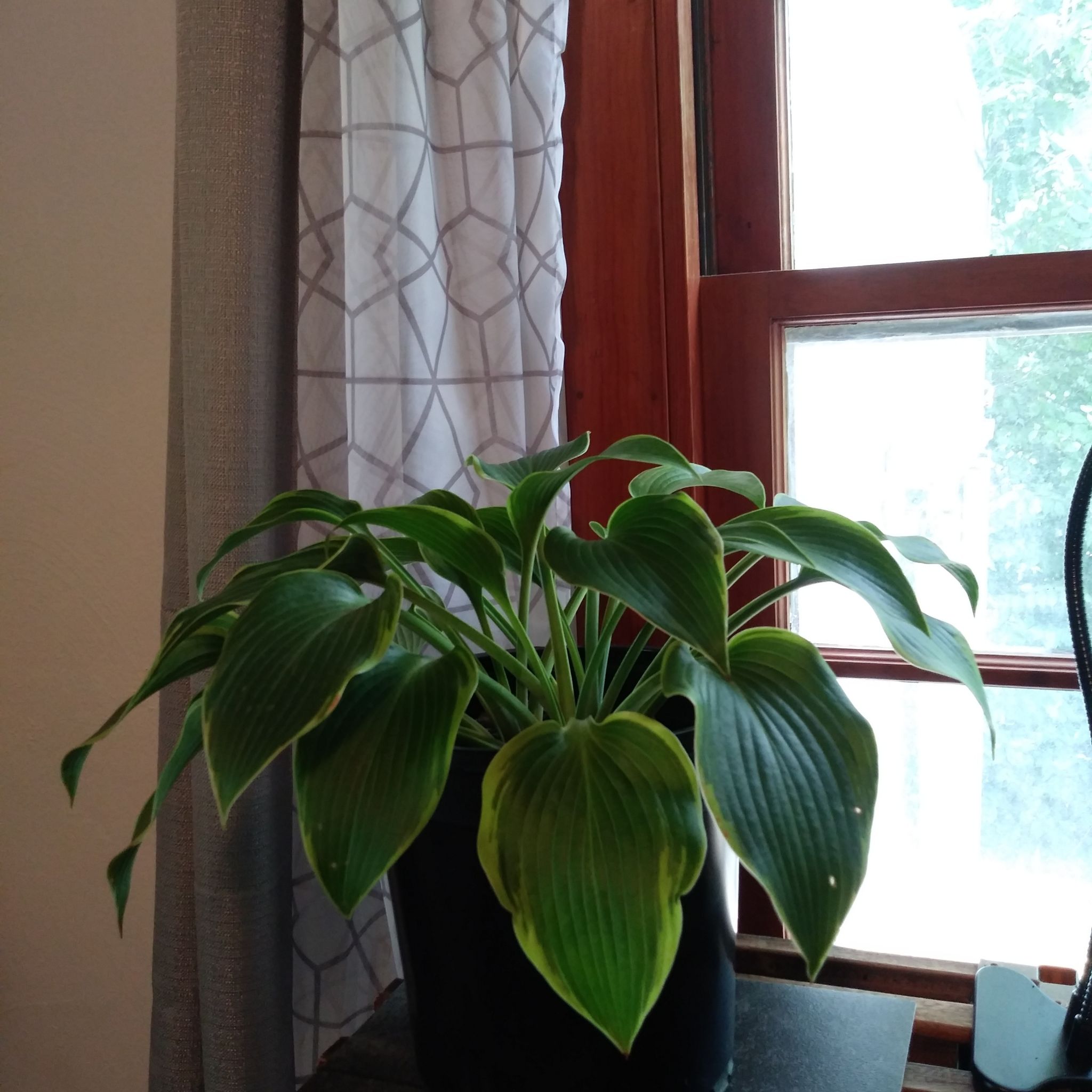 💧 How Frequently Should I Water My Plantain Lily?