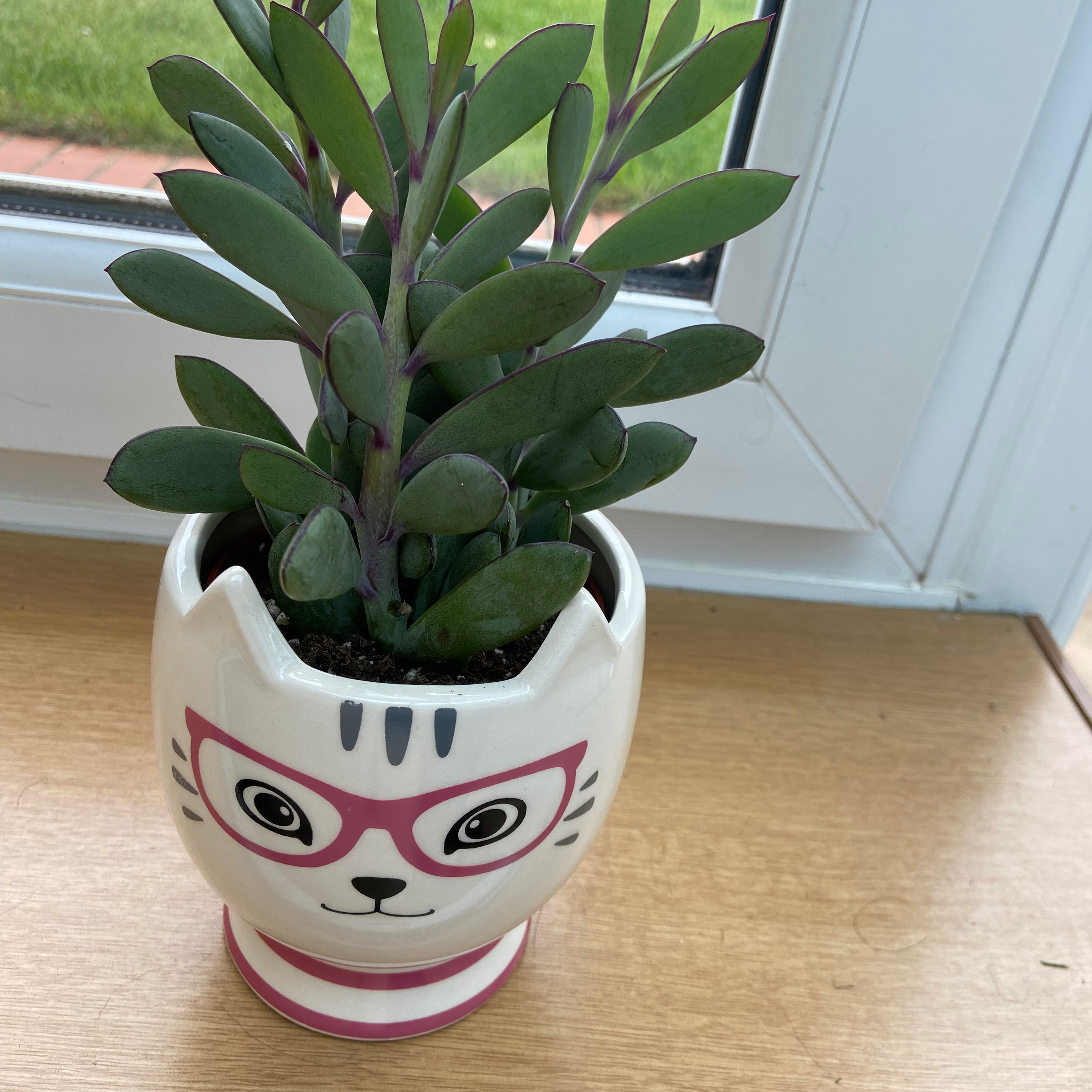 Why Are There Brown Spots on My Vertical Leaf Senecio?