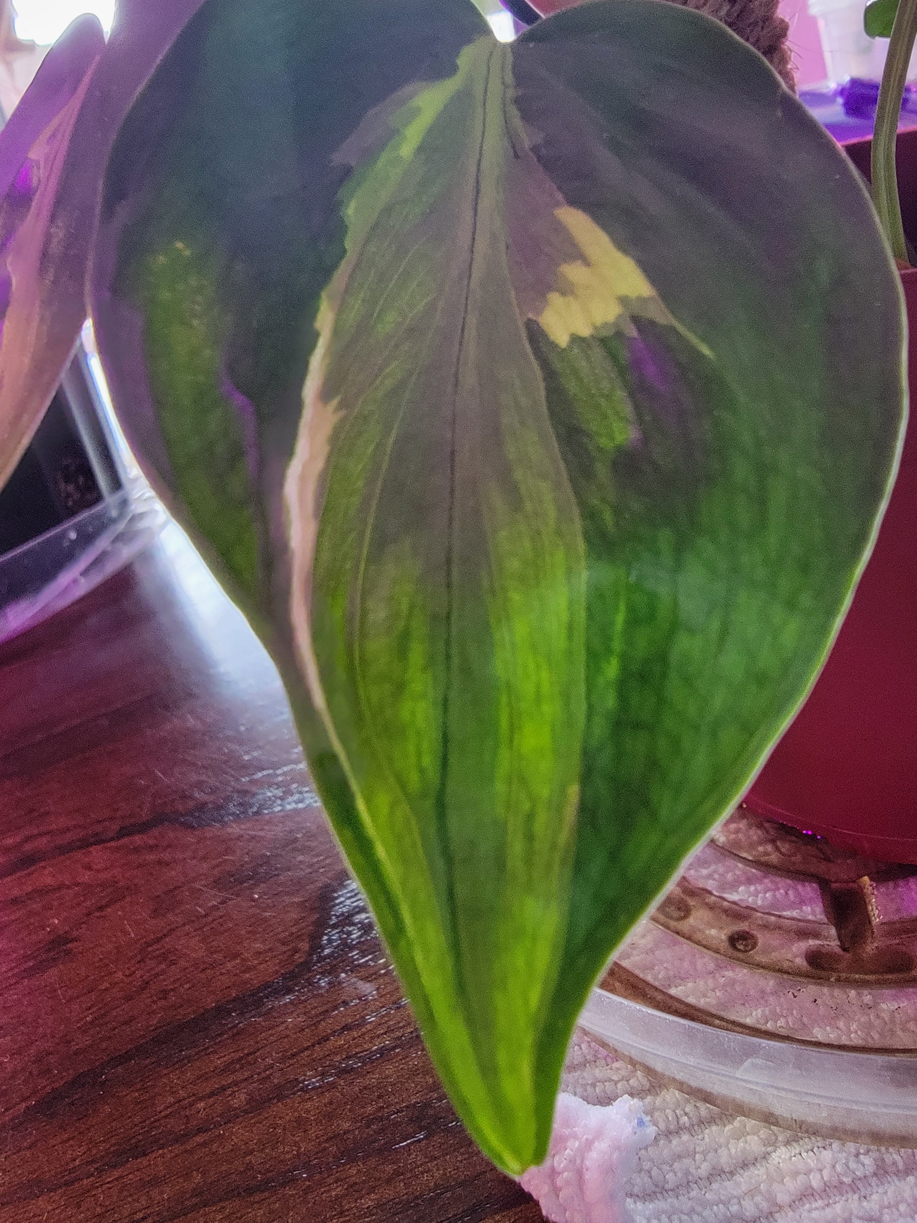 Why Are There Black Spots on My Philodendron 'Rio' Leaves?