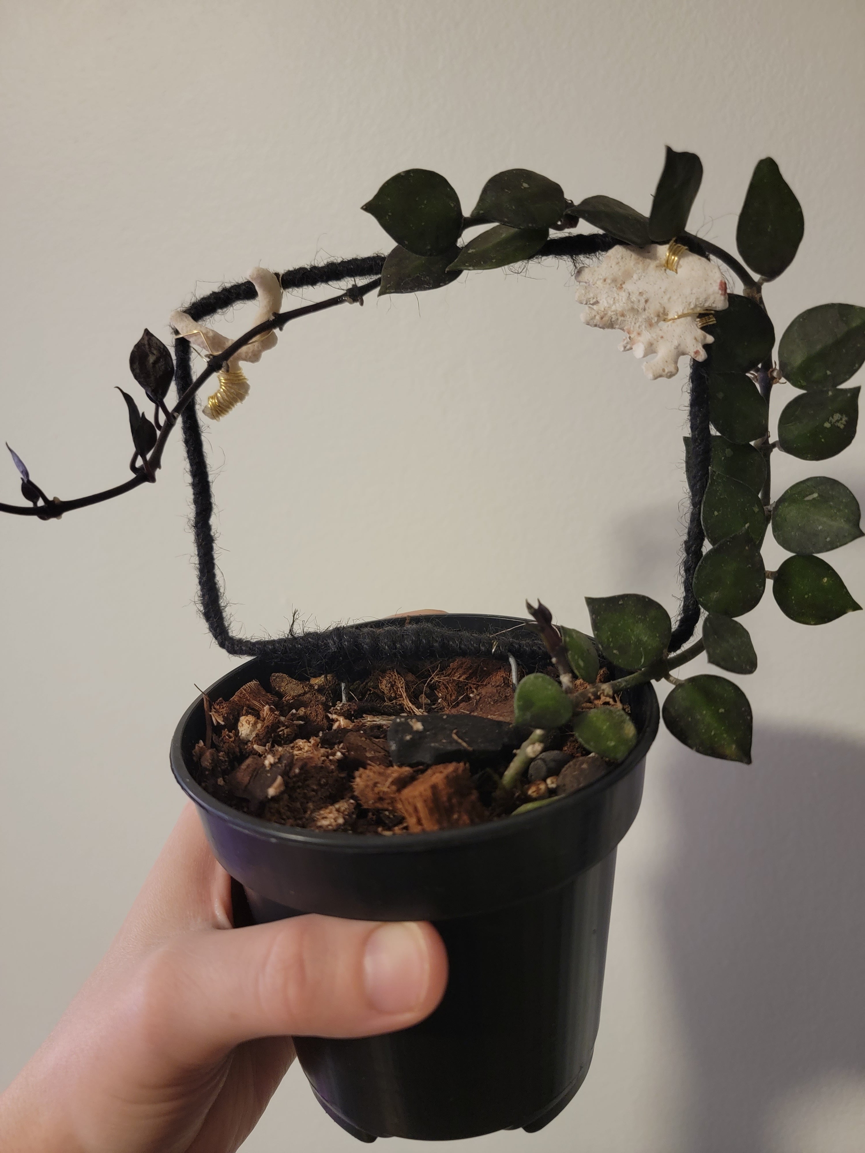 🌞 How Much Sunlight Does My Hoya krohniana 'Black' Need?