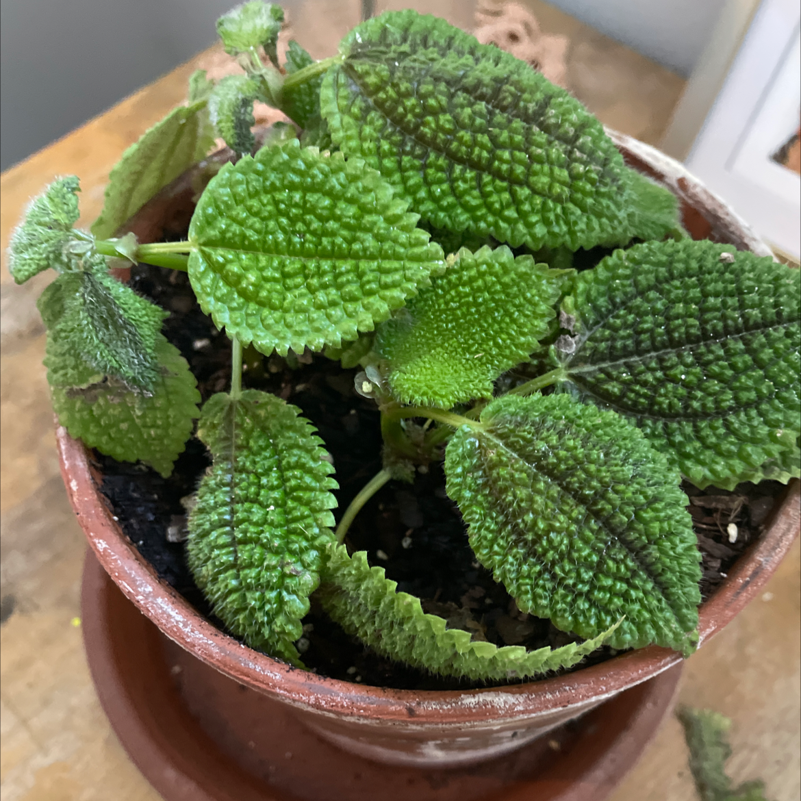 How to Fertilize Your Friendship Plant