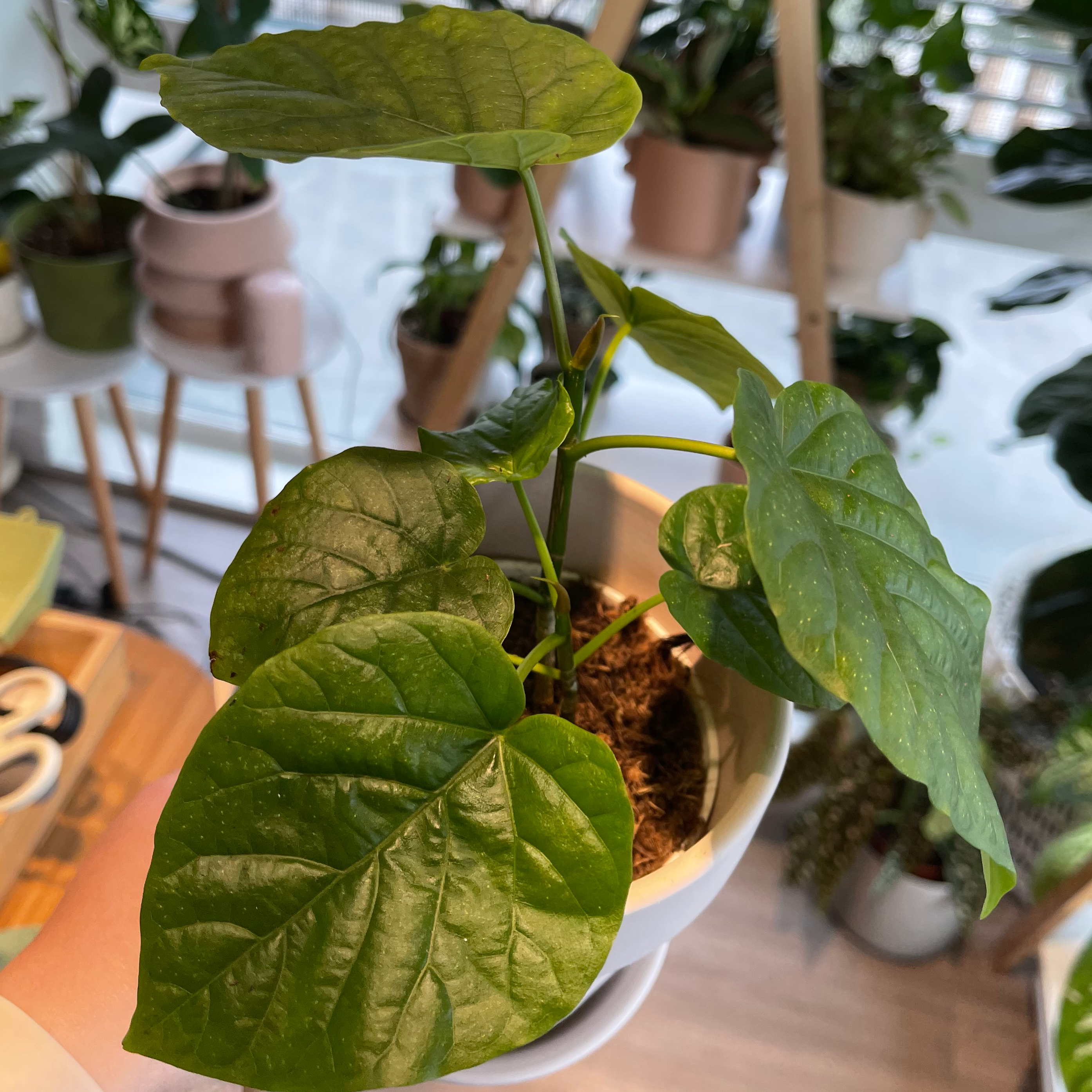 Propagating Ficus umbellata: Step-by-Step Guide