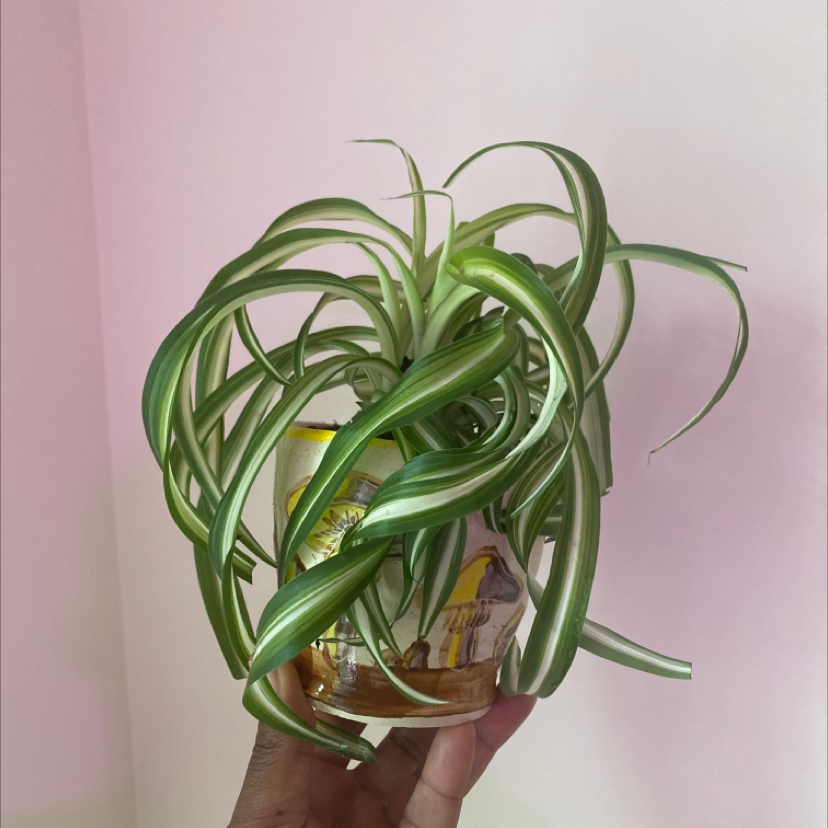 🕷 What To Do About Bugs on My Curly Spider Plant?