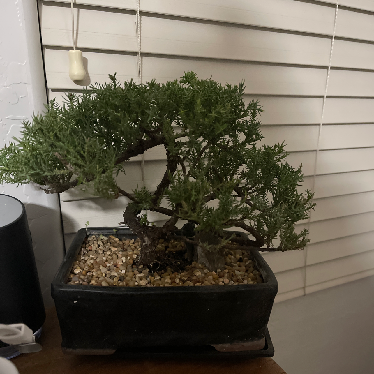 Symbolism and Benefits of the Japanese Garden Juniper