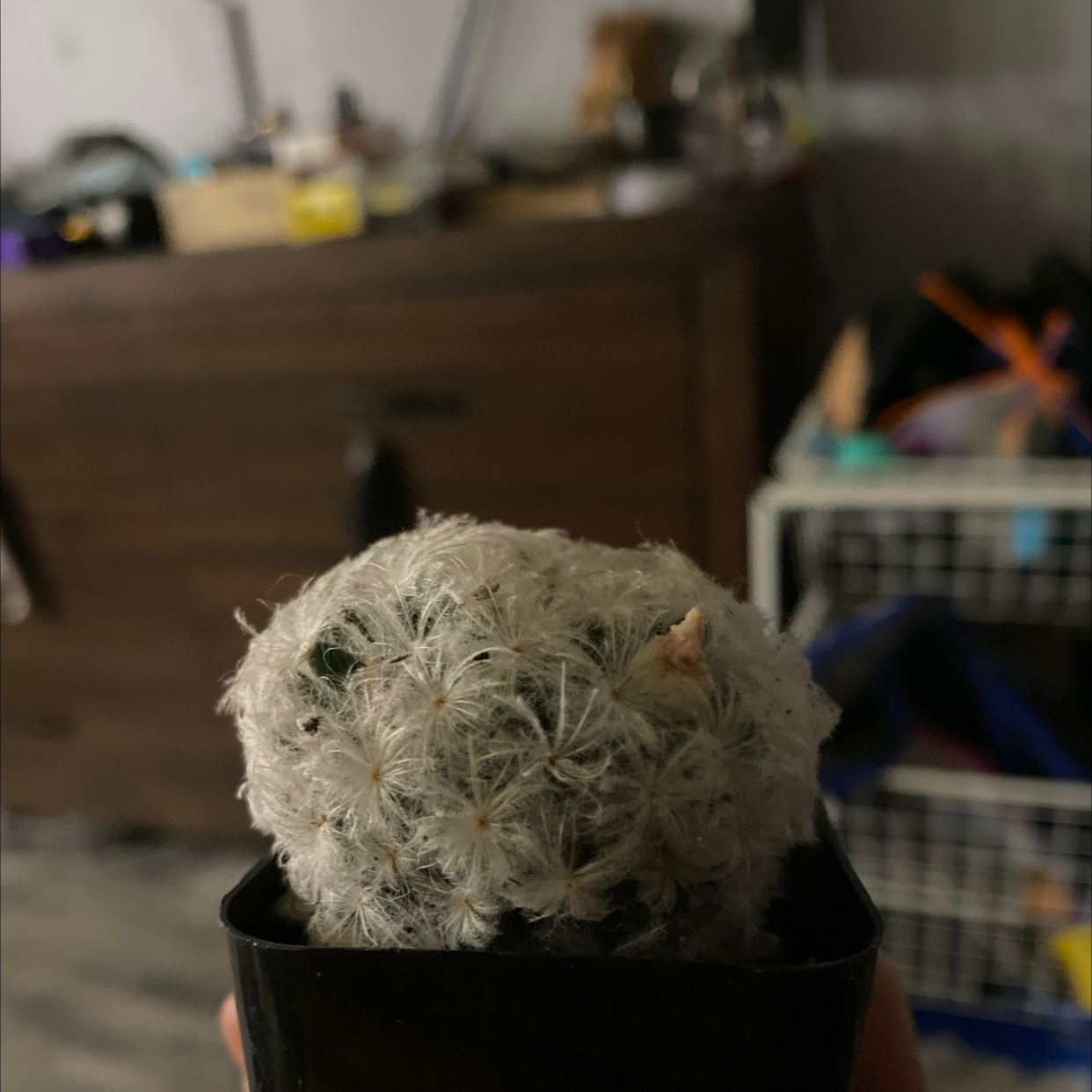 Why Are My Snowball Cactus Leaves Falling Over?
