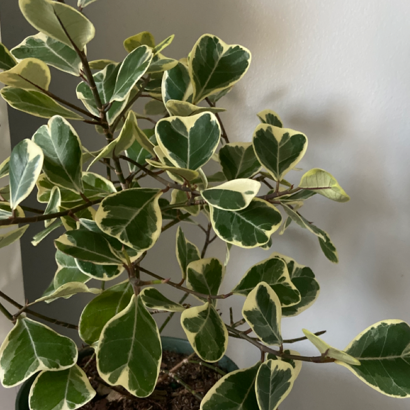 How Much Should I Water My Ficus triangularis 'Variegata'?