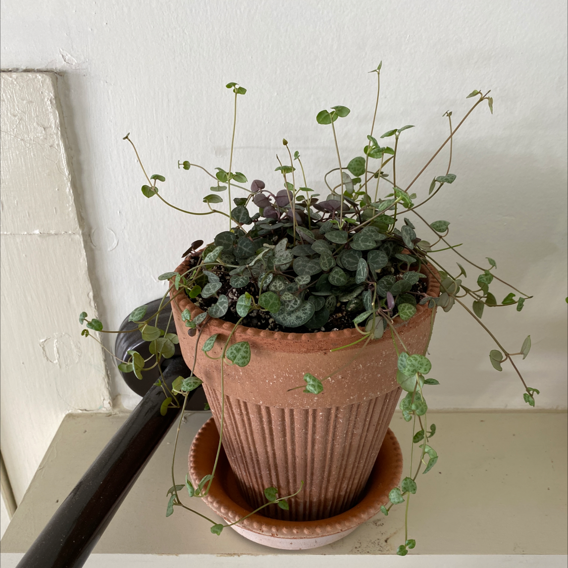 What Do String of Needles Flowers Mean?