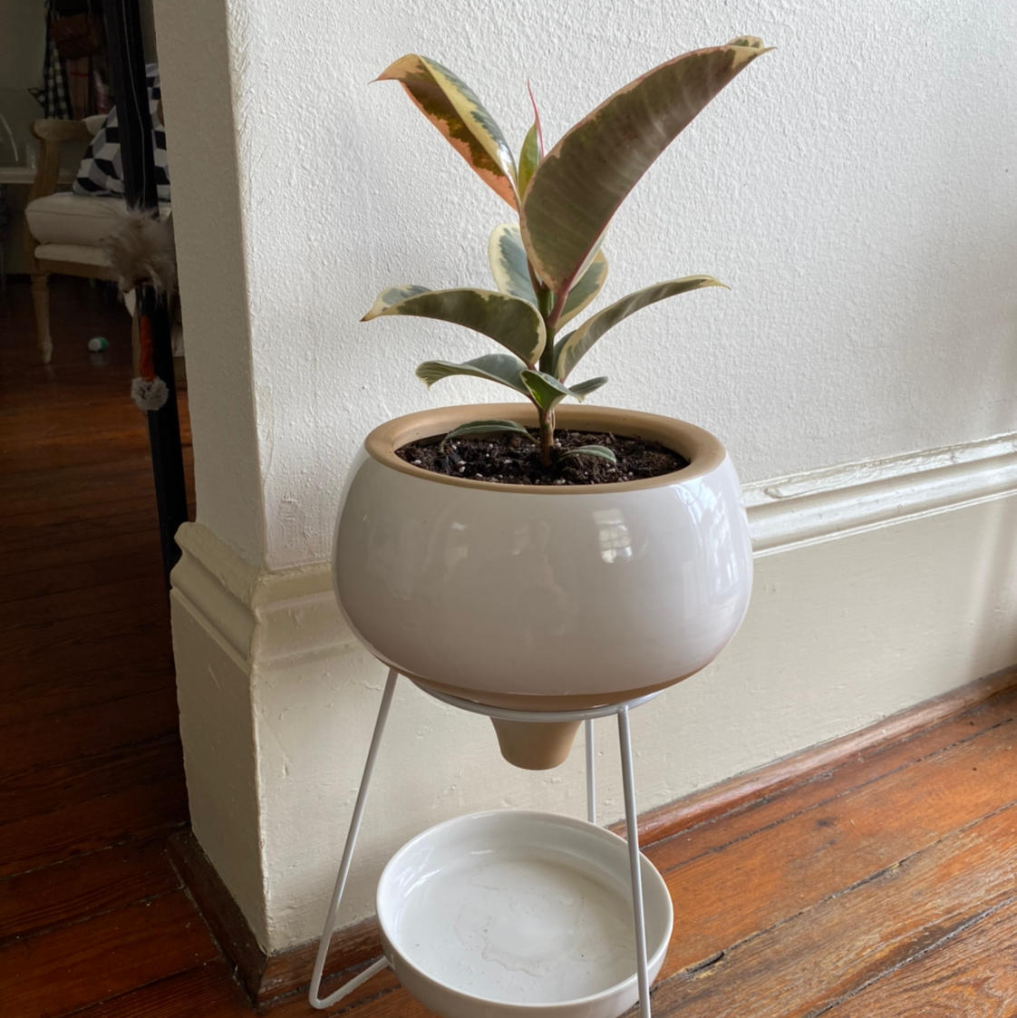 Why Are My Ficus 'ruby' Leaves Droopy? 💧