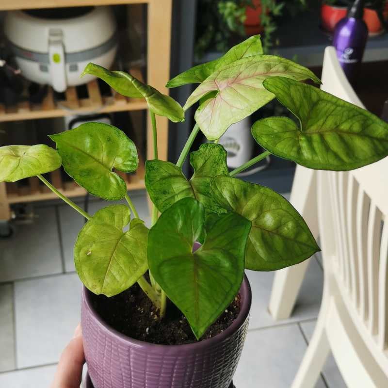 How Do I Propagate My Syngonium 'Berry'?