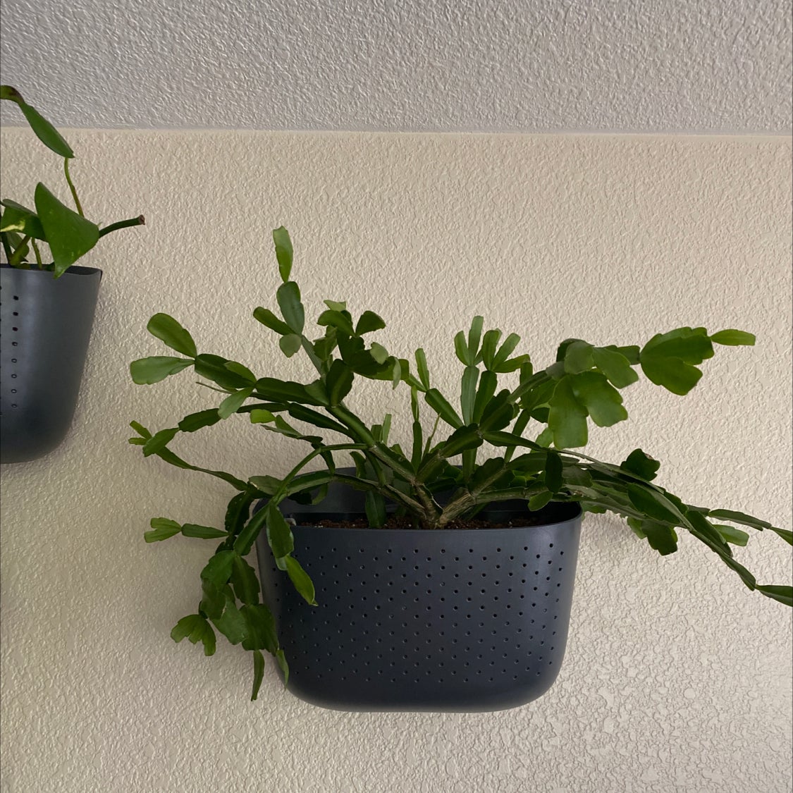 What Are The Bugs on My Easter Cactus? 🐛