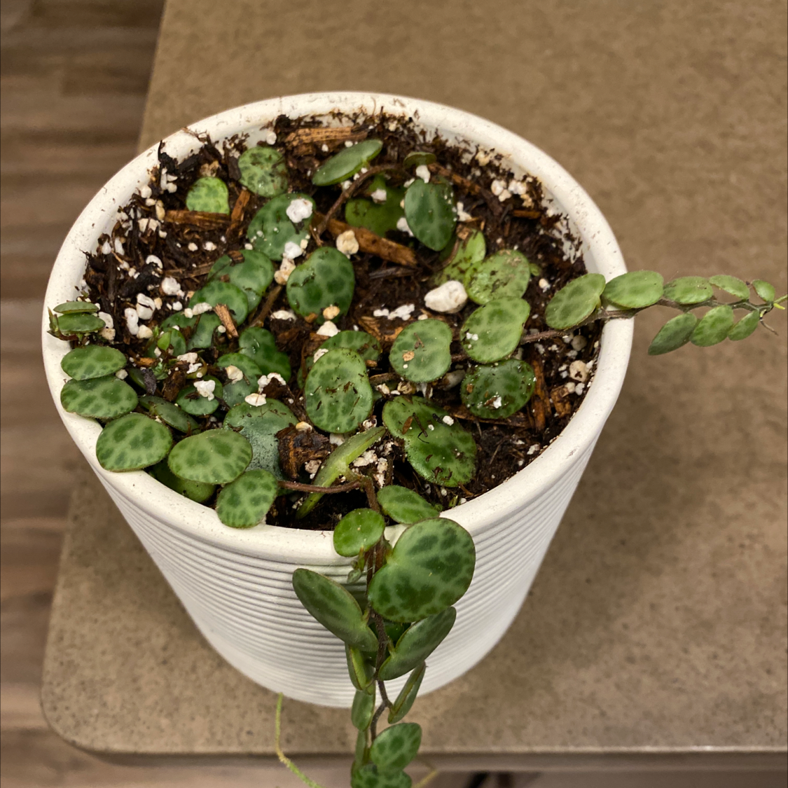 Symbolism And Benefits Of The String Of 🐢 Turtles