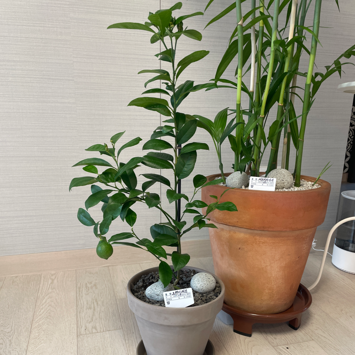 🍋 Propagating My Key Lime Tree: Step-by-Step Guide