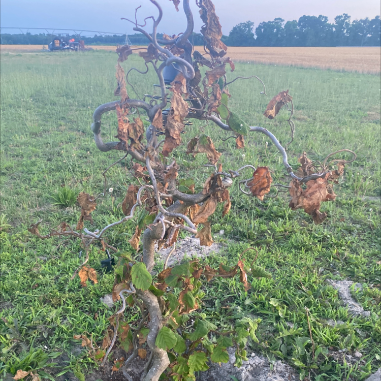 The Complete Filbert Plant Care Guide: Water, Light & Beyond