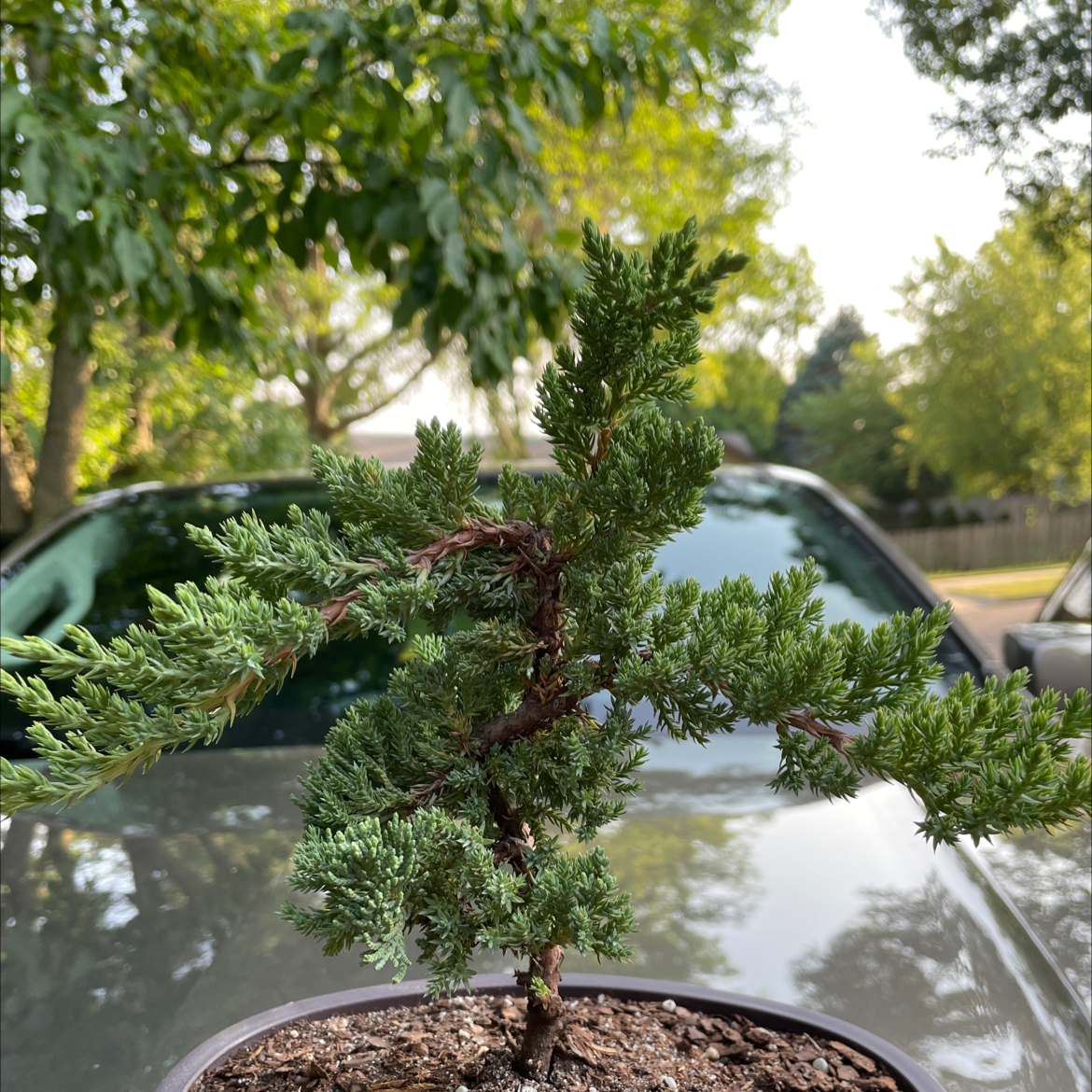 What Are The Bugs on My Sargent Juniper? 🐛